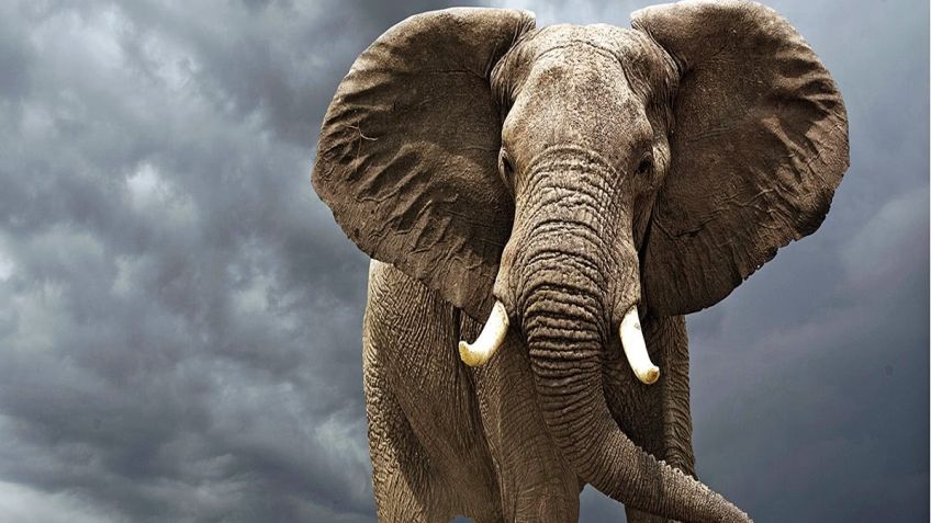 Todo es Historia: El elefante